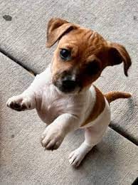 The Craigslist Albuquerque Pets Marketplace: A Sure Guide | Smartech