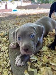 The Craigslist Albuquerque Pets Marketplace: A Sure Guide | Smartech